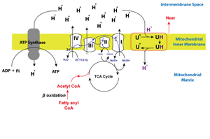Mitochondrial-Uncoupling2 - MitoBio Pharma LLC